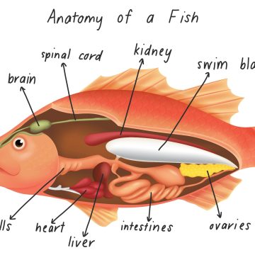 What are Catfish Teeth, and More to Know | Reel Fishing Guru