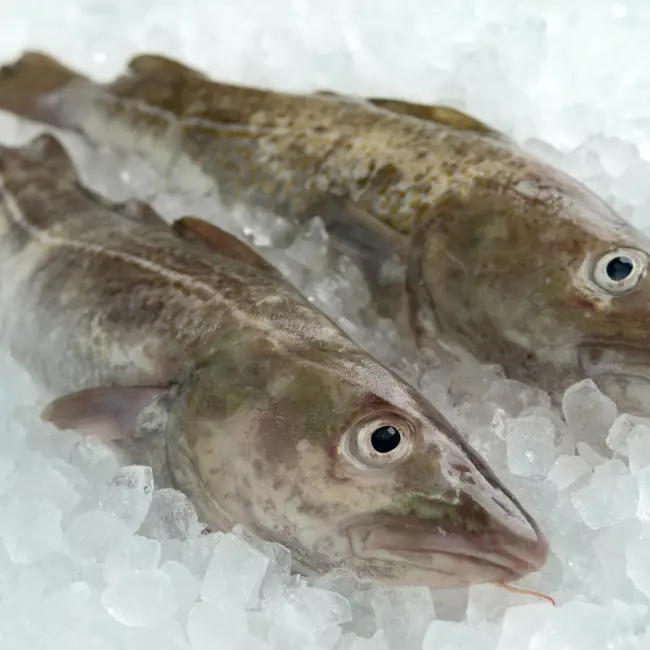 Are Catfish Aggressive Towards Humans? | Reel Fishing Guru