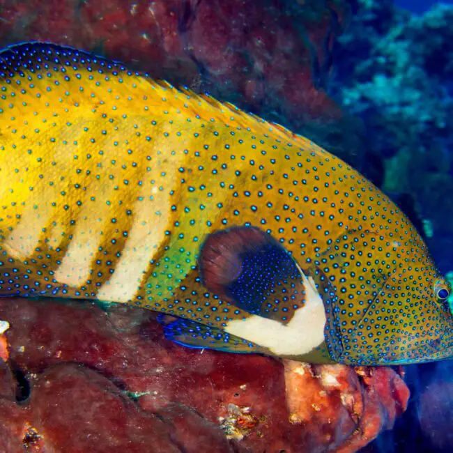 What is a Yellowfin Grouper? | Reel Fishing Guru