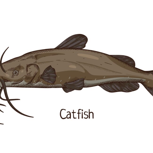 What is the Difference Between Catfish and Mudfish? | Reel Fishing Guru